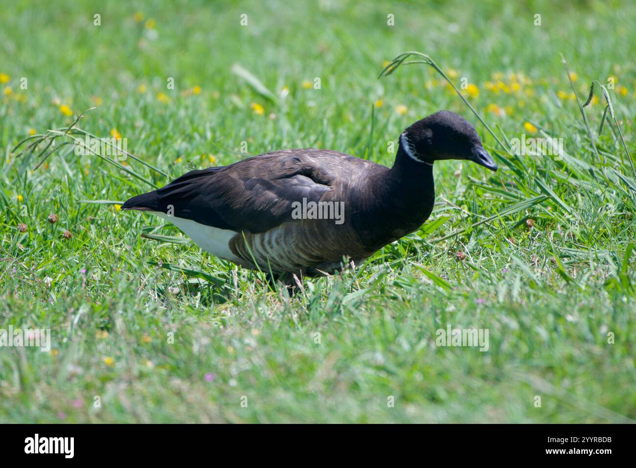 Brant (Branta bernicla Stock Photo - Alamy