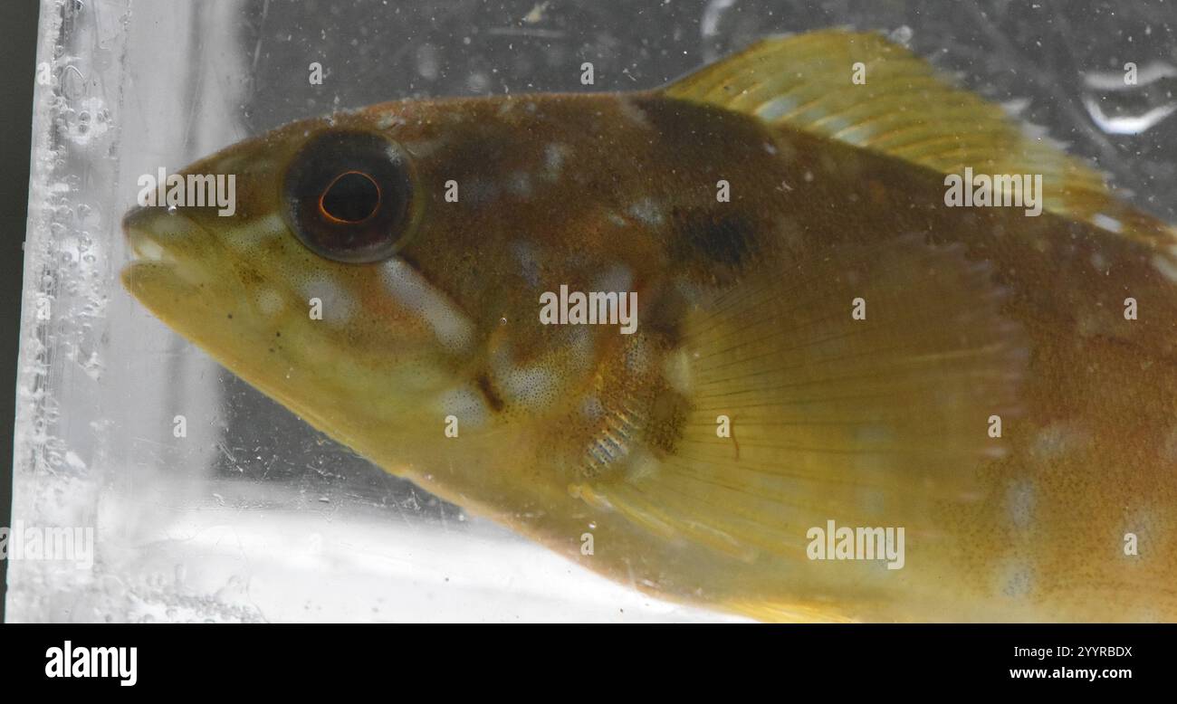 Kelp greenling hi-res stock photography and images - Alamy