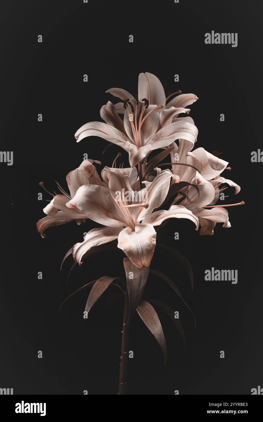trend color 2025. Pink lilies in full bloom against a black backdrop ...