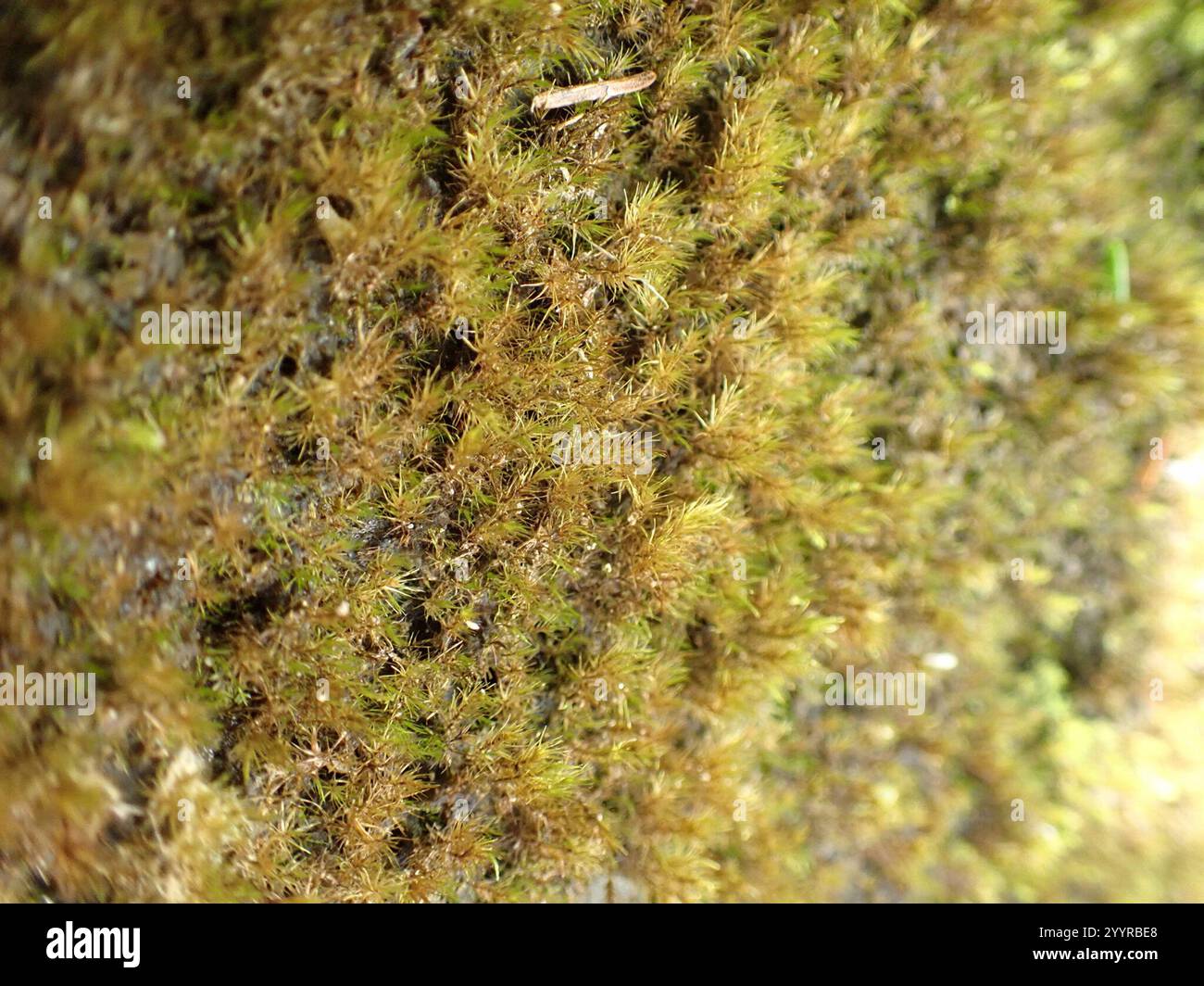 Sharp-leaved Blindia (Blindia acuta Stock Photo - Alamy