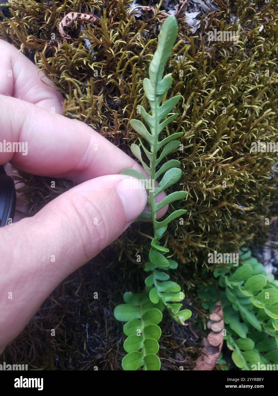 irregular polypody (Polypodium amorphum Stock Photo - Alamy