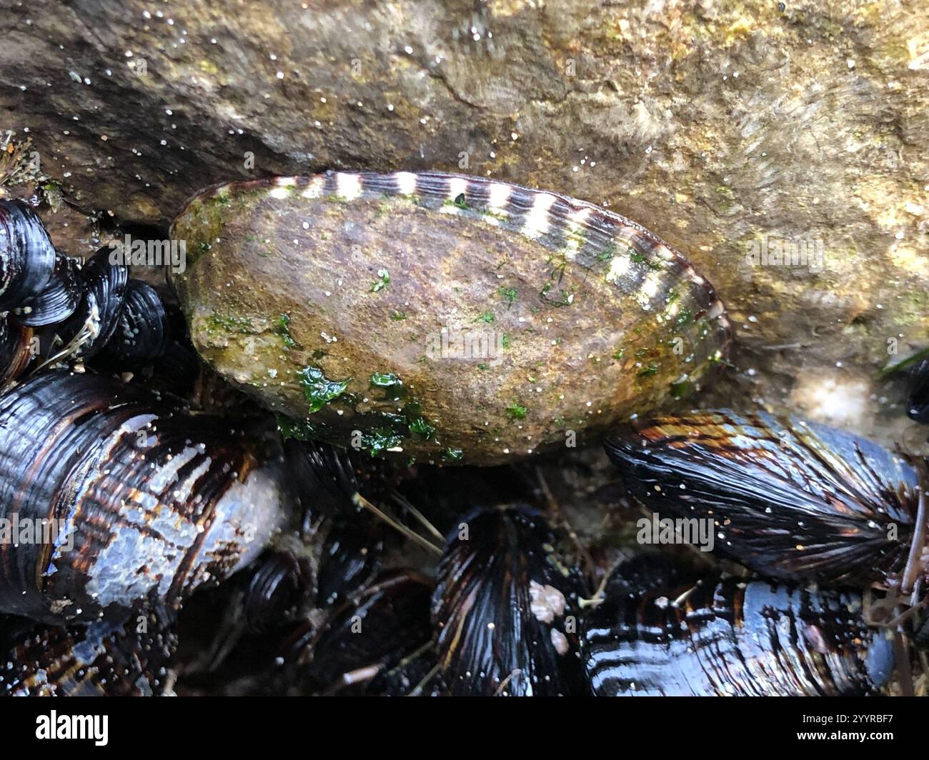 Owl Limpet (Lottia gigantea Stock Photo - Alamy