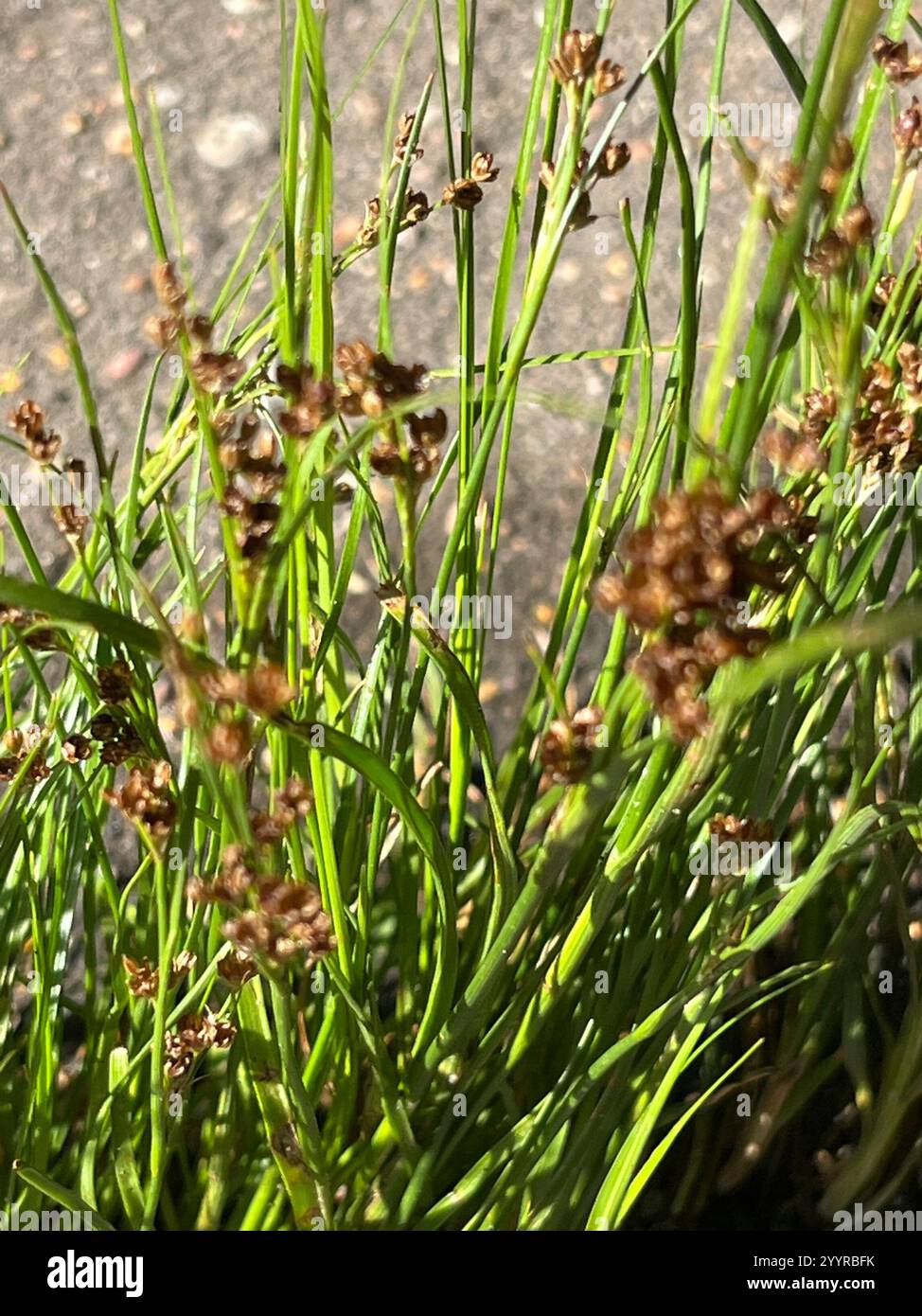 Flattened Rush (Juncus compressus Stock Photo - Alamy