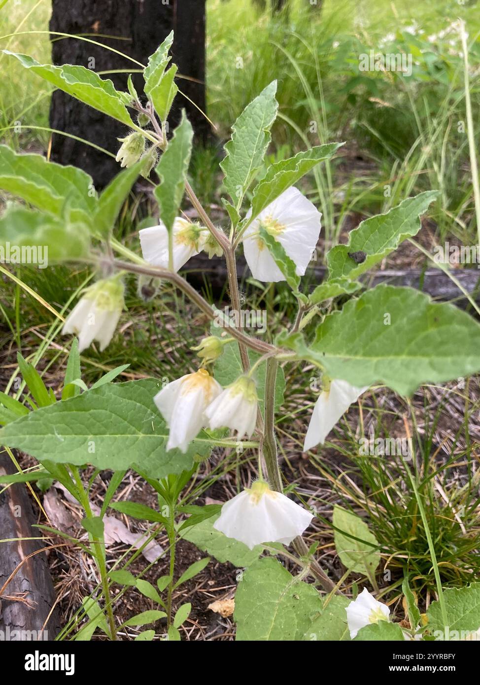 Large-flowered Ground-cherry (Leucophysalis grandiflora Stock Photo - Alamy
