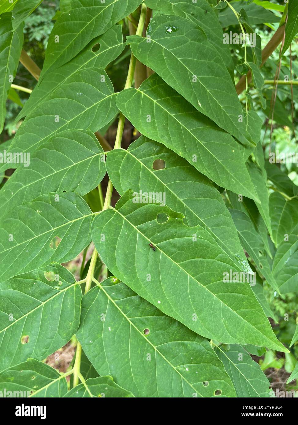 tree-of-heaven (Ailanthus altissima Stock Photo - Alamy