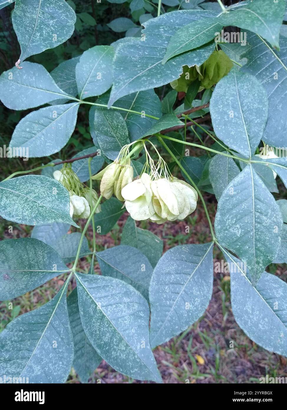 common hoptree (Ptelea trifoliata Stock Photo - Alamy