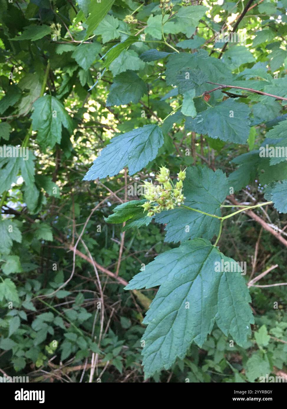 Pacific ninebark (Physocarpus capitatus Stock Photo - Alamy