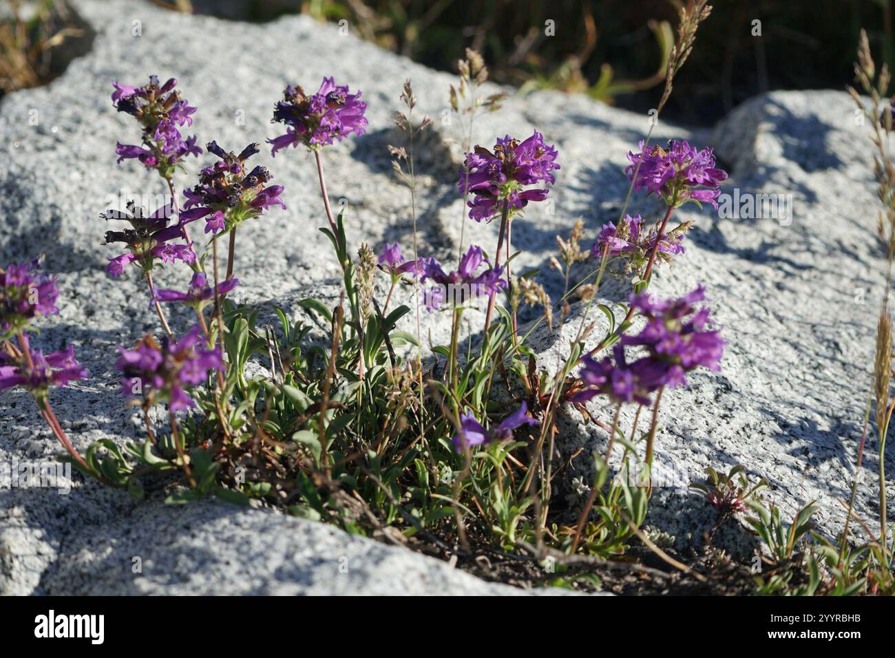 Sierra Penstemon (Penstemon heterodoxus Stock Photo - Alamy