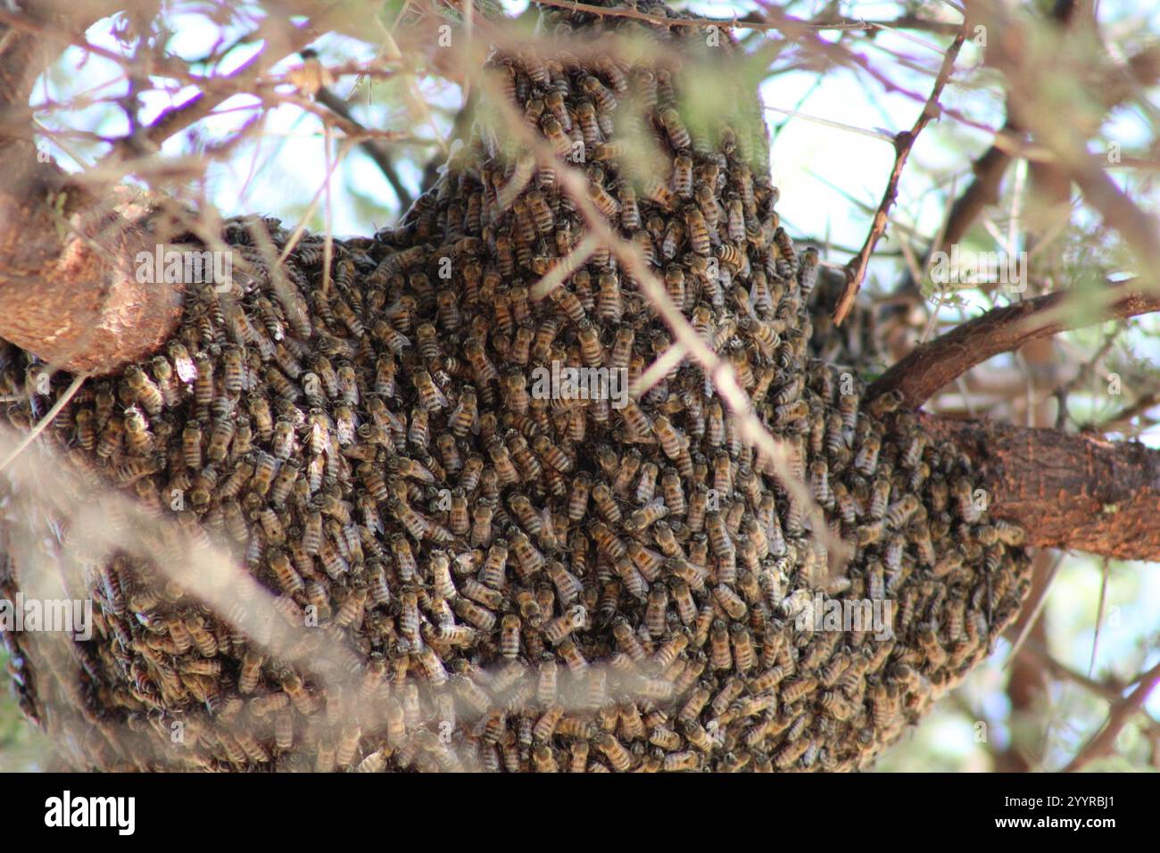 African Honey Bee (Apis mellifera scutellata Stock Photo - Alamy