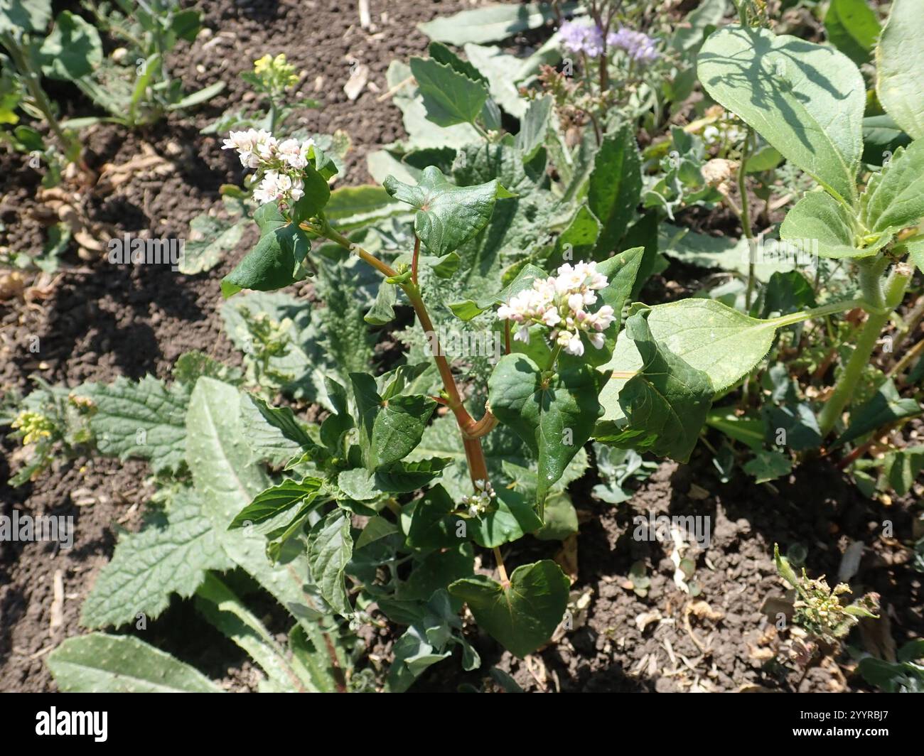 Common Buckwheat (Fagopyrum esculentum Stock Photo - Alamy