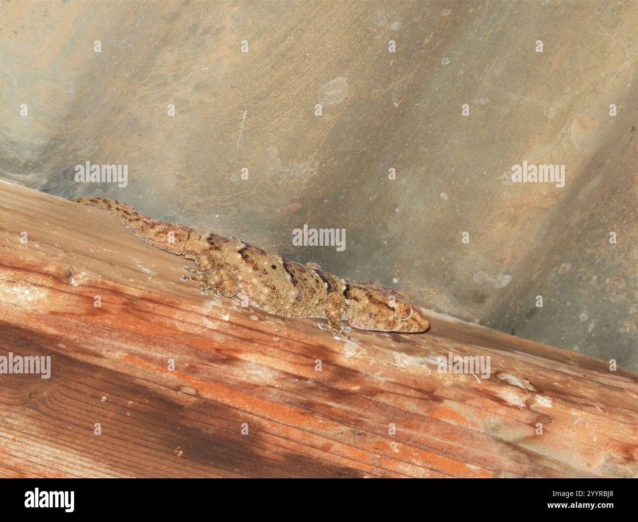 Fischer's Thick-toed Gecko (Chondrodactylus laevigatus Stock Photo - Alamy