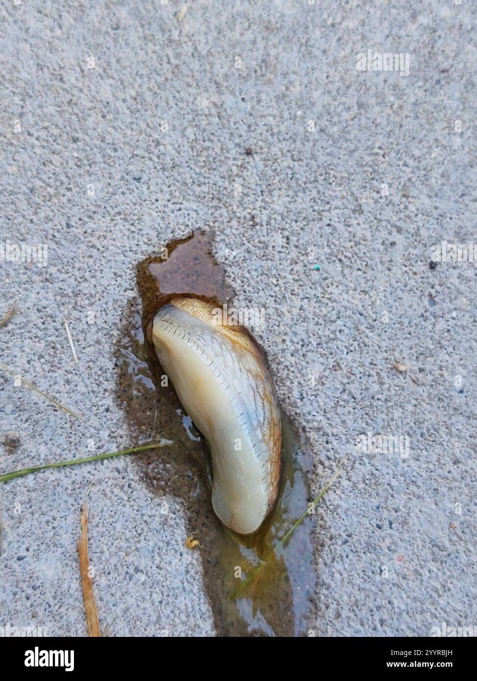 Northern Dusky Slug (Arion fuscus Stock Photo - Alamy