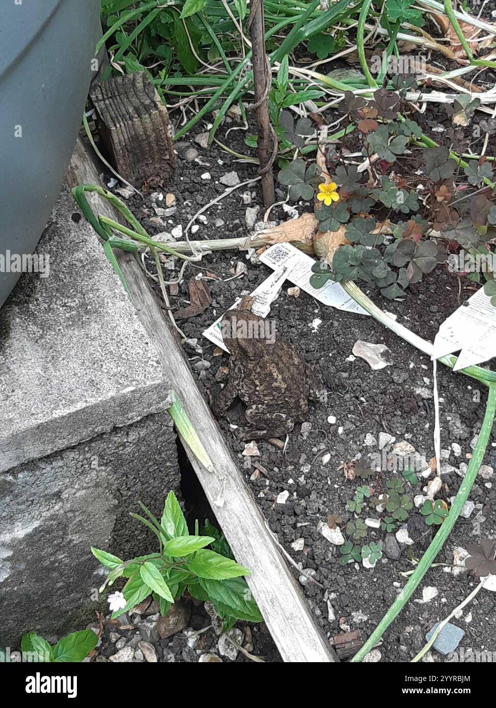 European Toad (Bufo bufo Stock Photo - Alamy