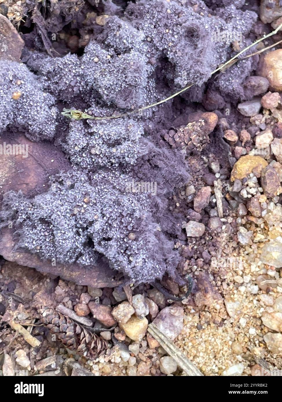 Purple-spored Puffball (Calvatia cyathiformis Stock Photo - Alamy