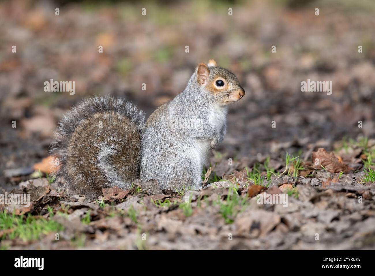 Grey squirrel (Sciurus carolinensis) foraging on the woodland floor in ...