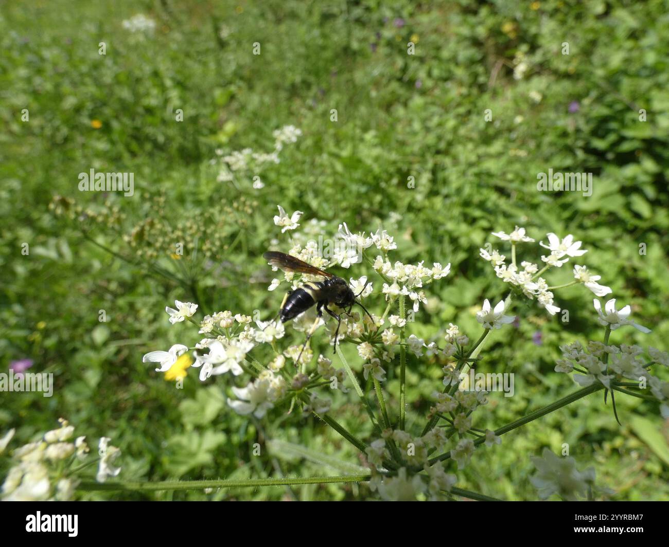 Scoliid Wasps (Scoliidae Stock Photo - Alamy
