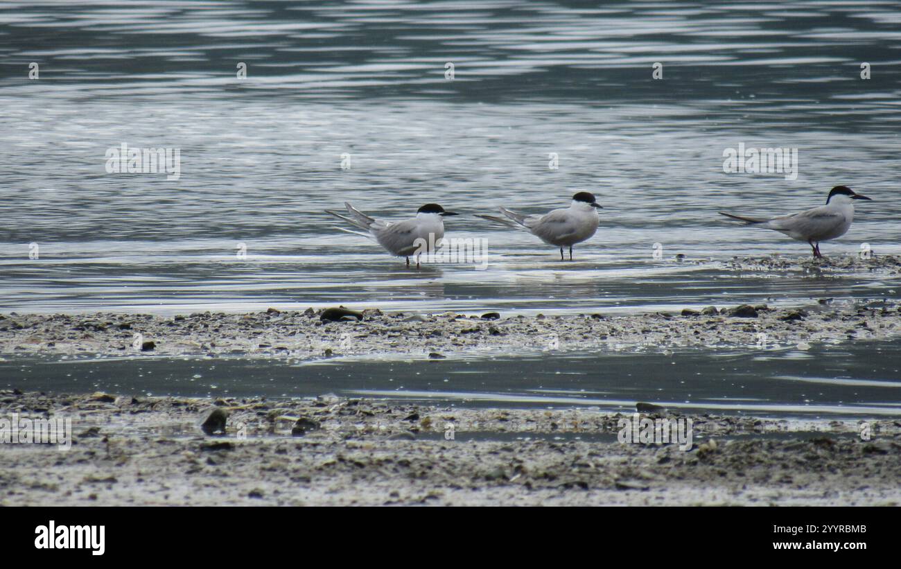 Siberian Common Tern (Sterna hirundo longipennis Stock Photo - Alamy