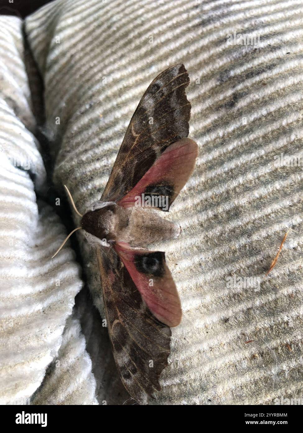One-eyed Sphinx (Smerinthus cerisyi Stock Photo - Alamy