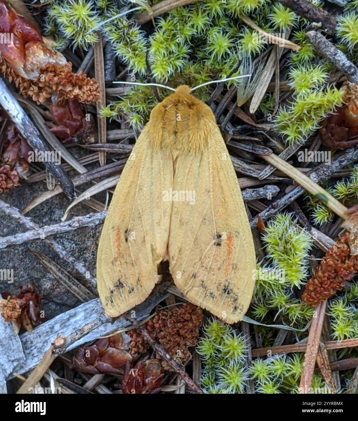 Isabella Tiger Moth (Pyrrharctia isabella Stock Photo - Alamy