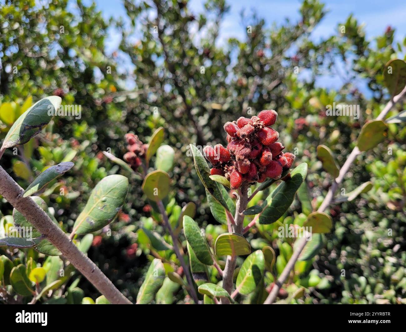 Rhus integrifolia hi-res stock photography and images - Alamy