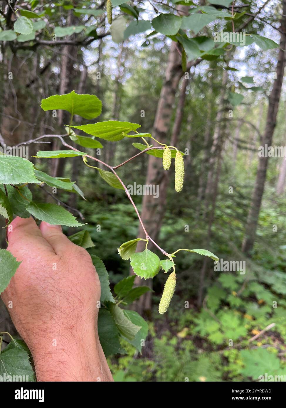 Alaska Paper Birch (Betula neoalaskana Stock Photo - Alamy