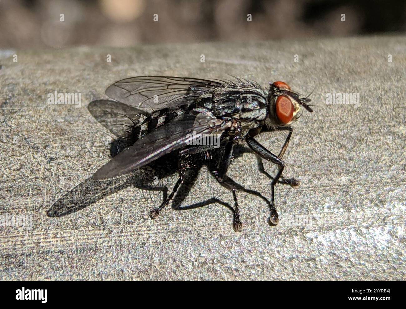 Common Flesh Flies (Sarcophaga Stock Photo - Alamy
