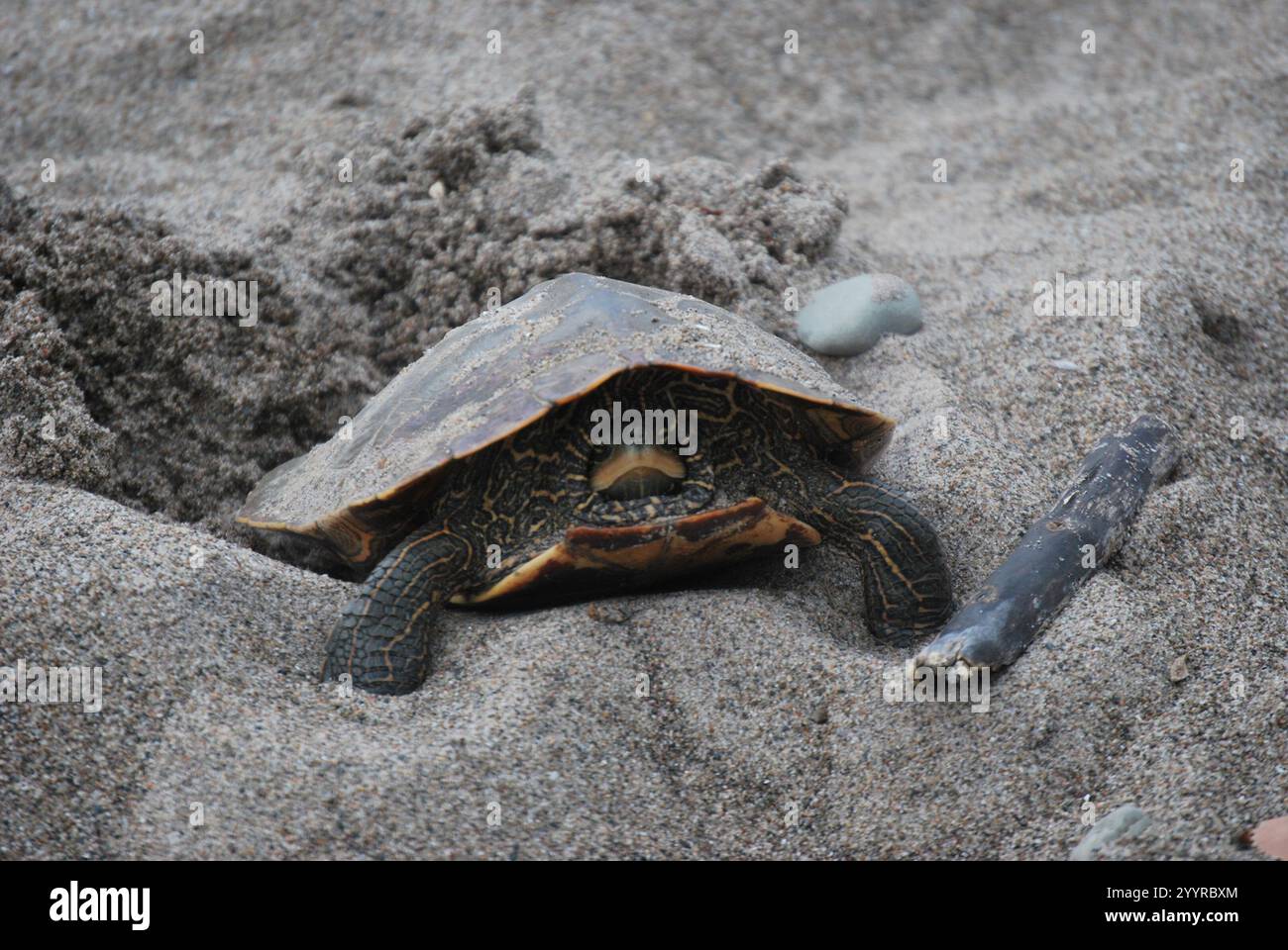 Northern Map Turtle (Graptemys geographica Stock Photo - Alamy