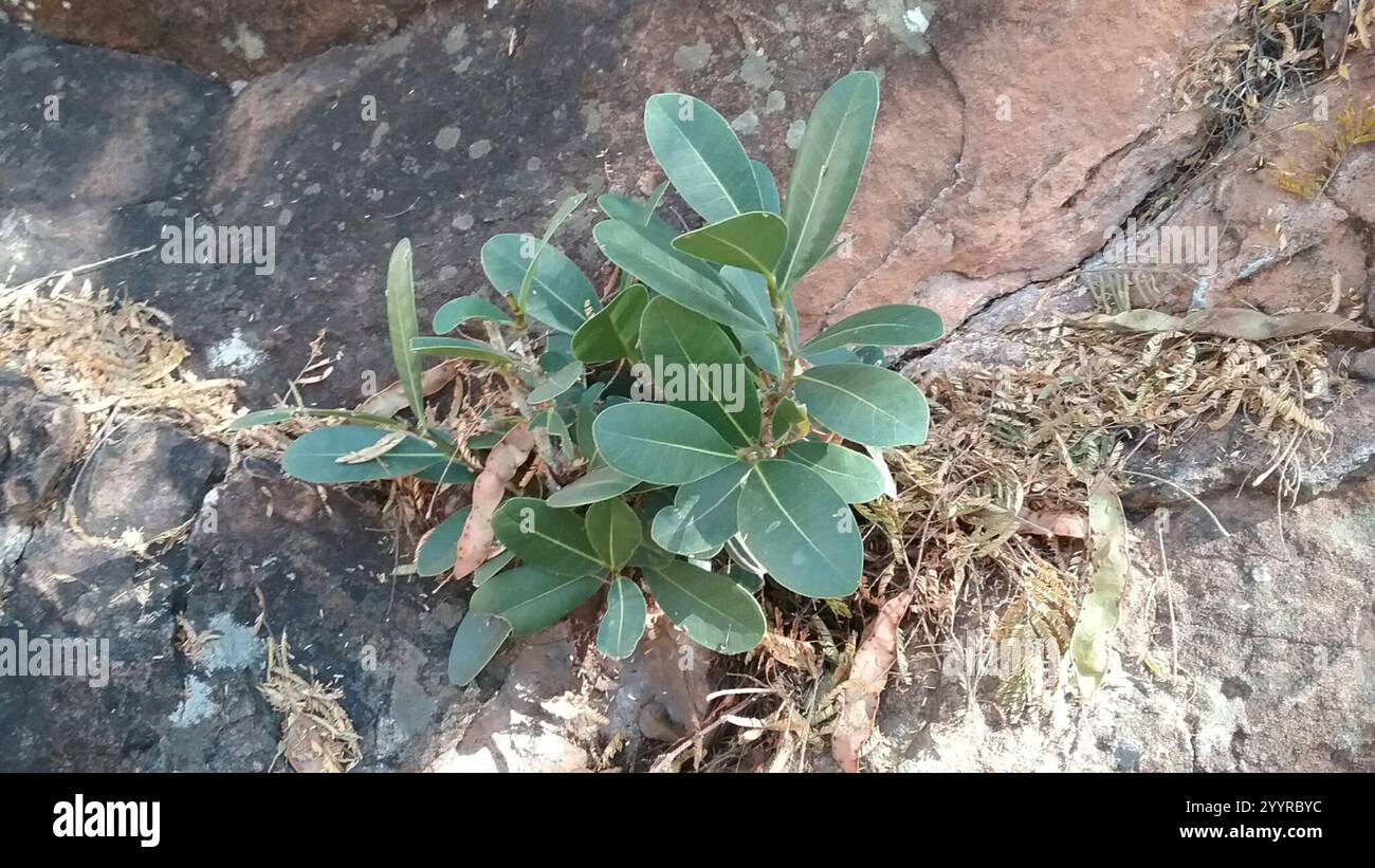 Laurel Fig (Ficus ilicina Stock Photo - Alamy