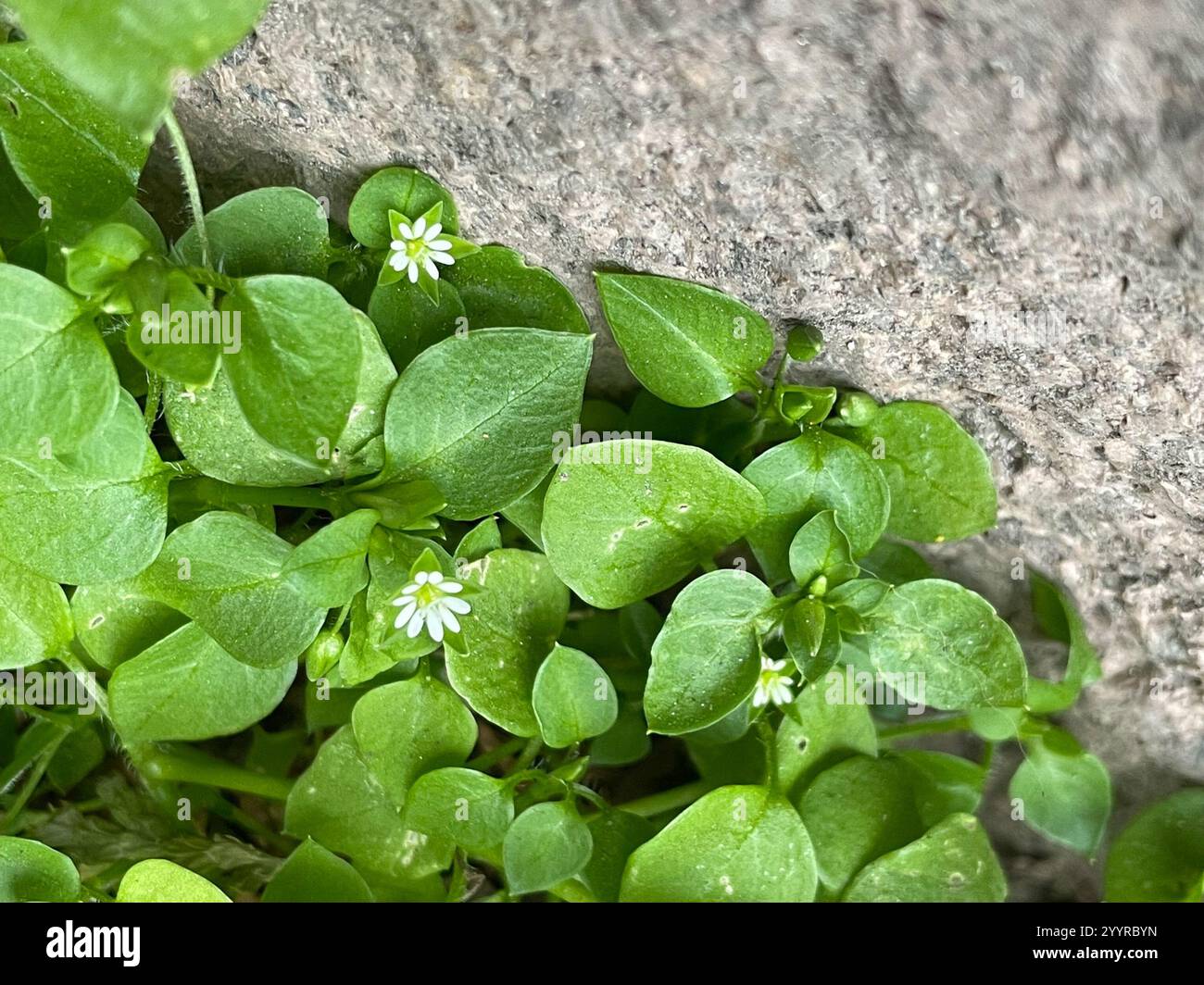 common chickweed (Stellaria media Stock Photo - Alamy