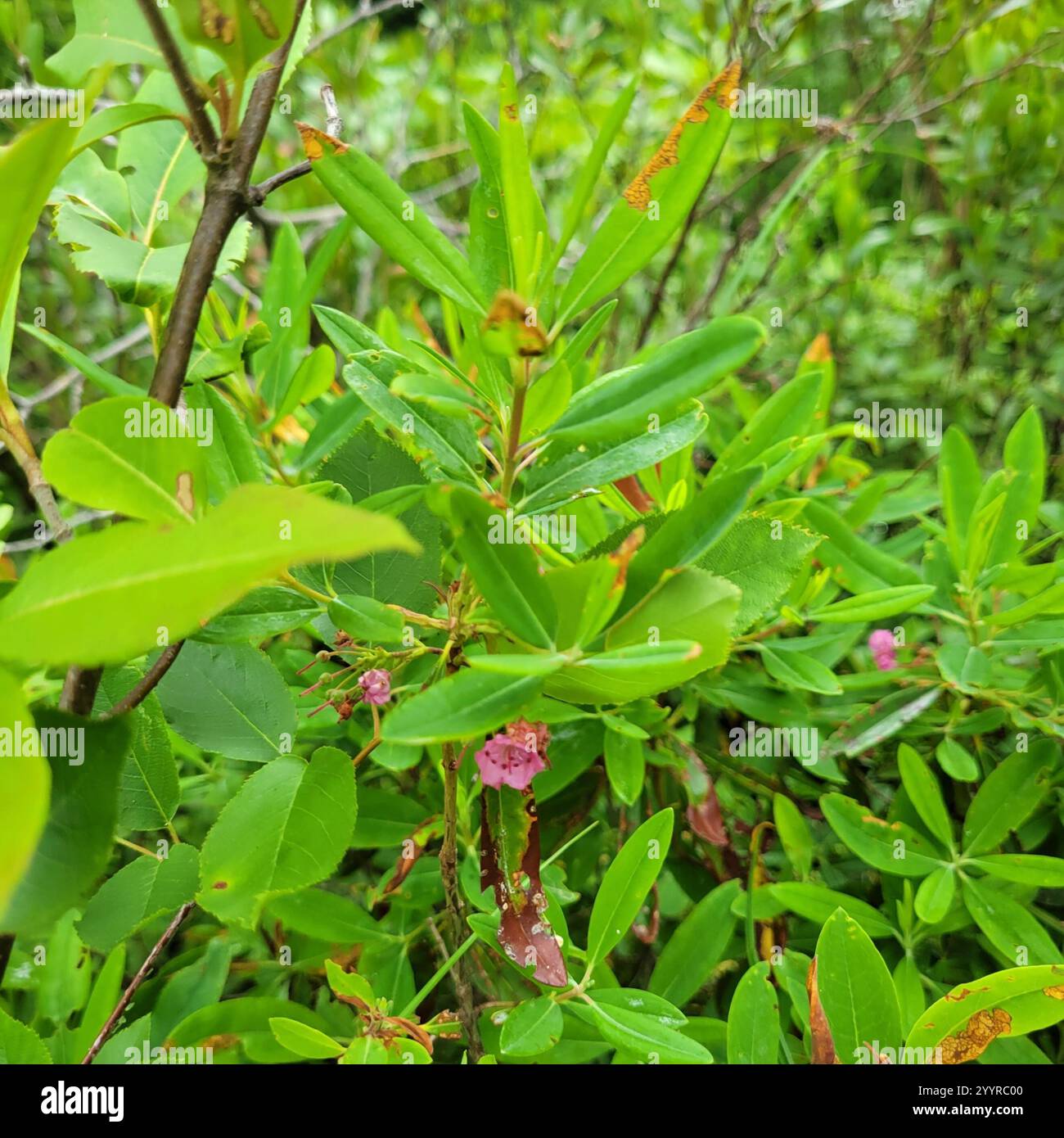 sheep laurel (Kalmia angustifolia Stock Photo - Alamy