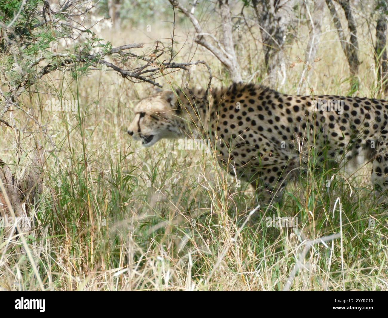Southern and Eastern African Cheetah (Acinonyx jubatus jubatus Stock ...