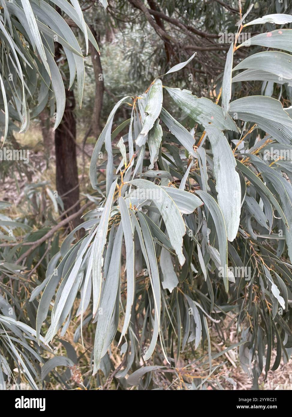 Acacia harpophylla hi-res stock photography and images - Alamy