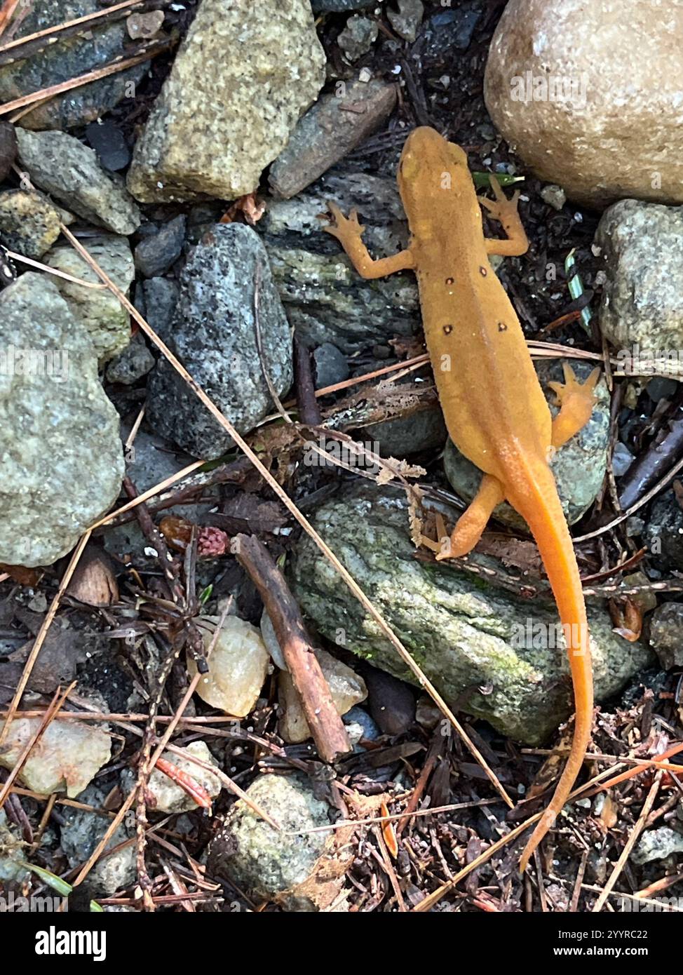 Eastern Newt (Notophthalmus viridescens Stock Photo - Alamy