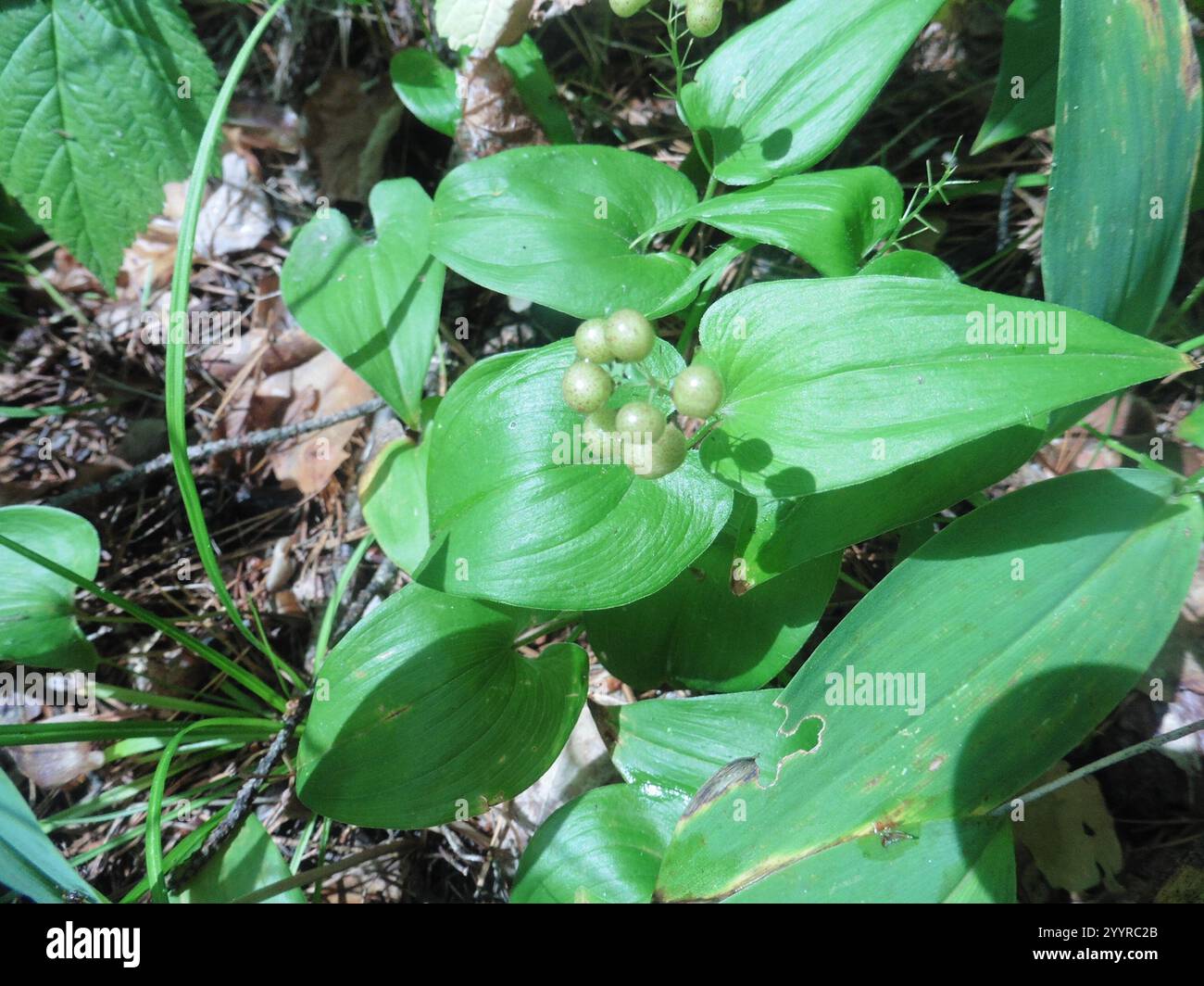 May Lily (Maianthemum bifolium Stock Photo - Alamy
