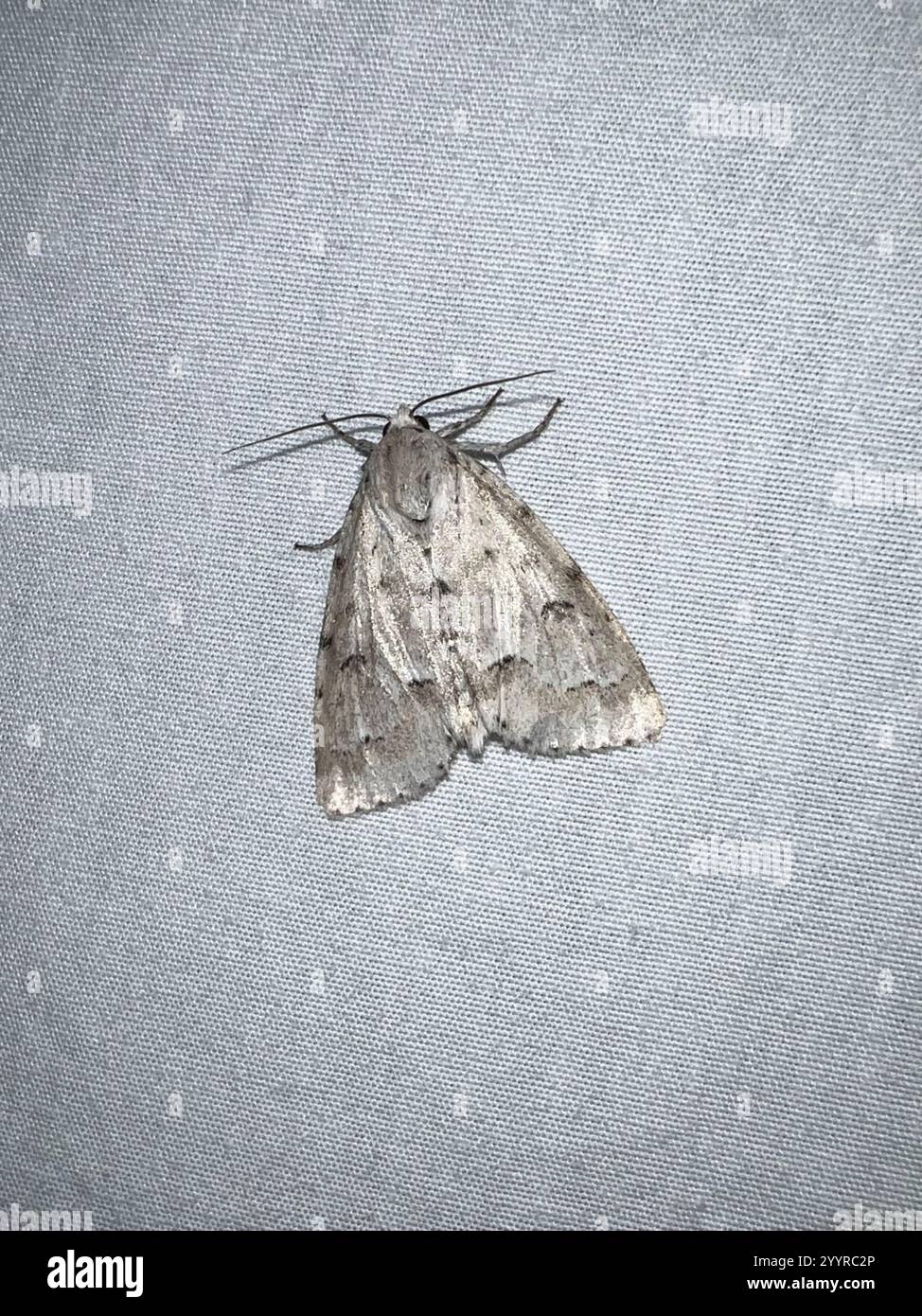 Unmarked Dagger (Acronicta innotata Stock Photo - Alamy
