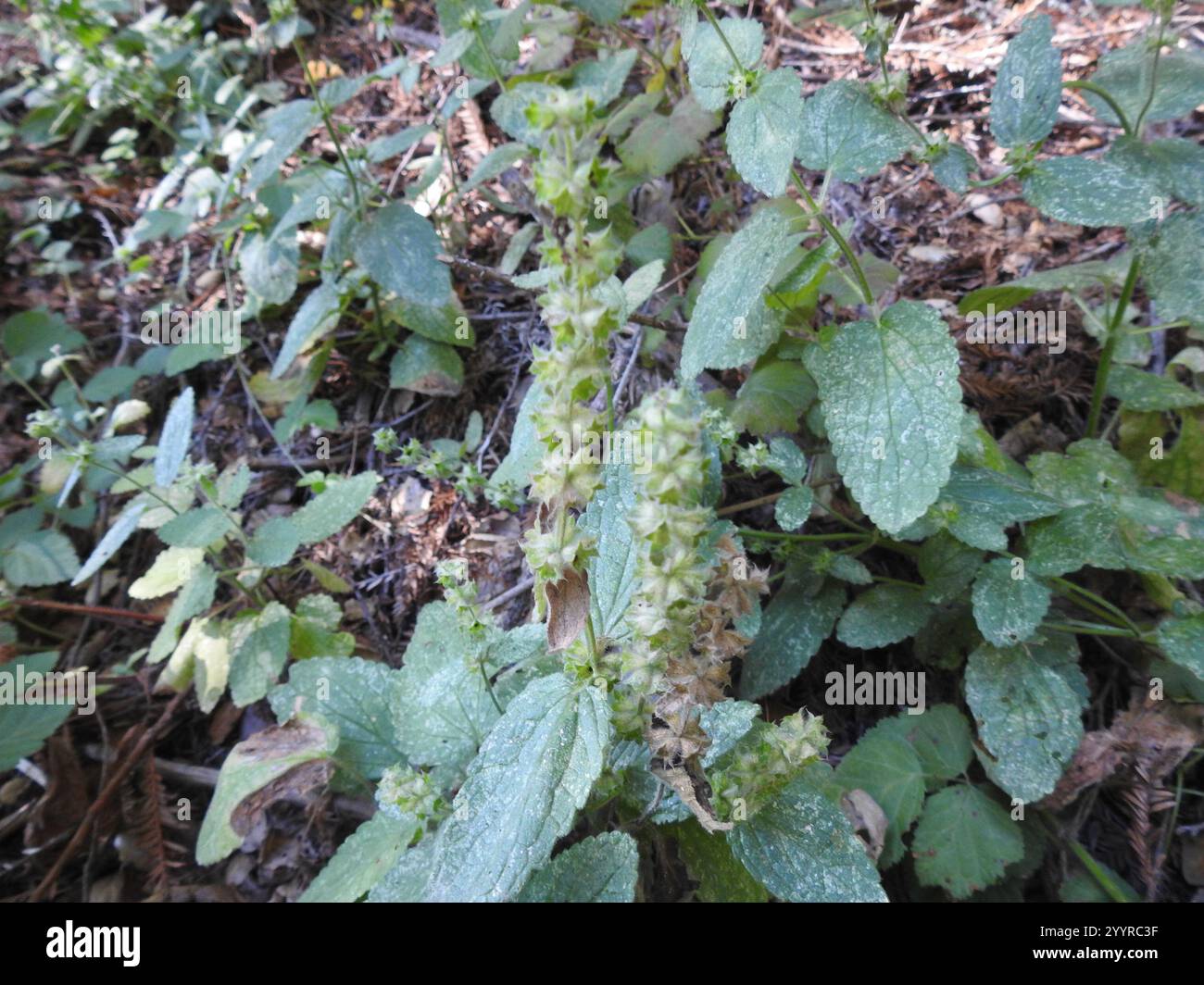 Rough Hedgenettle (Stachys rigida Stock Photo - Alamy