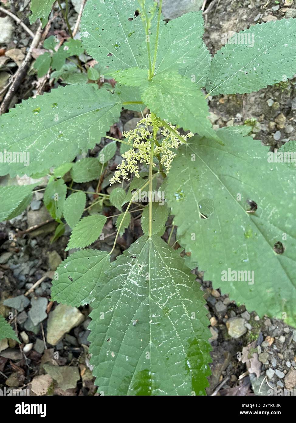 wood nettle (Laportea canadensis Stock Photo - Alamy