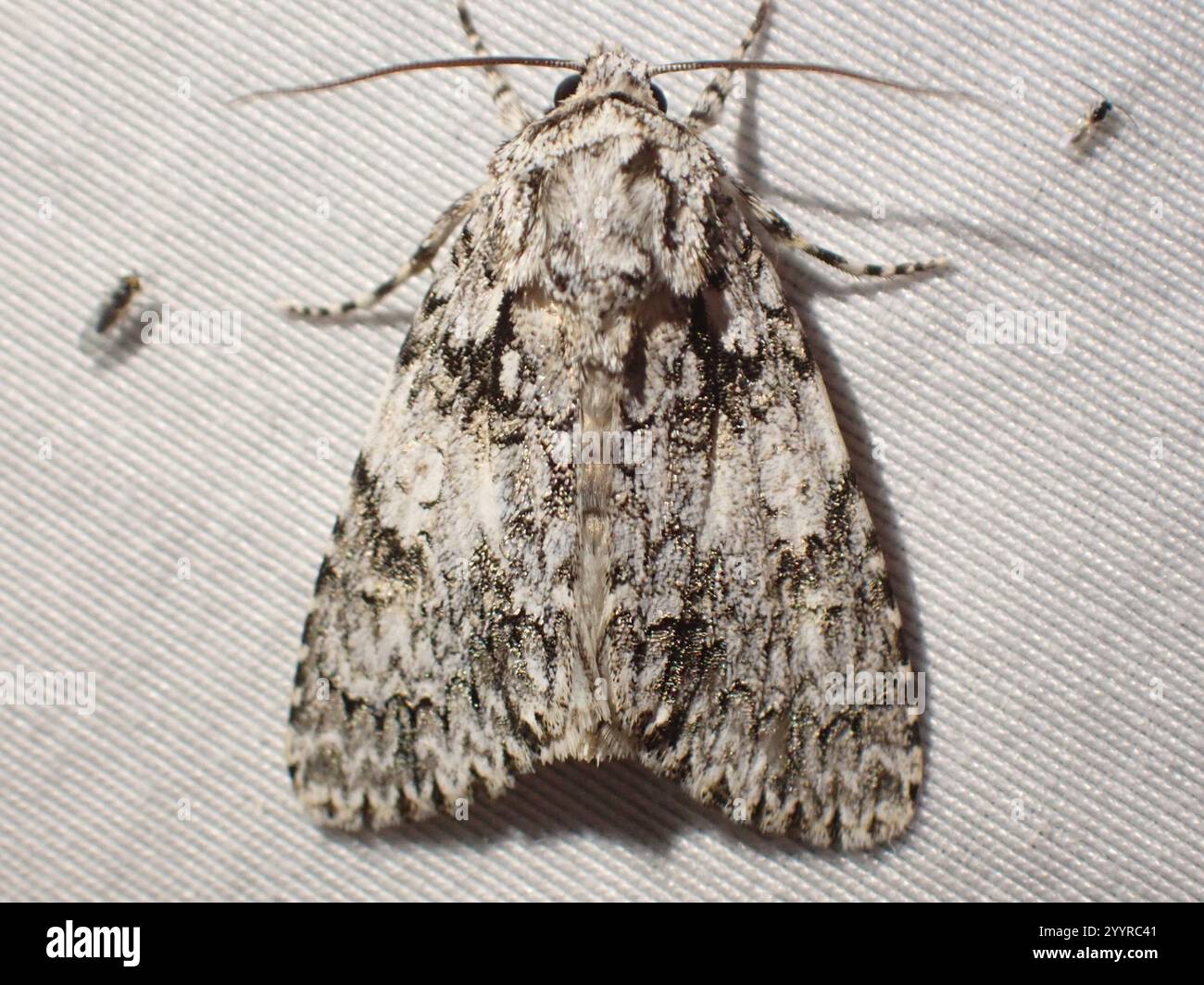 Marbled Oak Dagger (Acronicta marmorata Stock Photo - Alamy