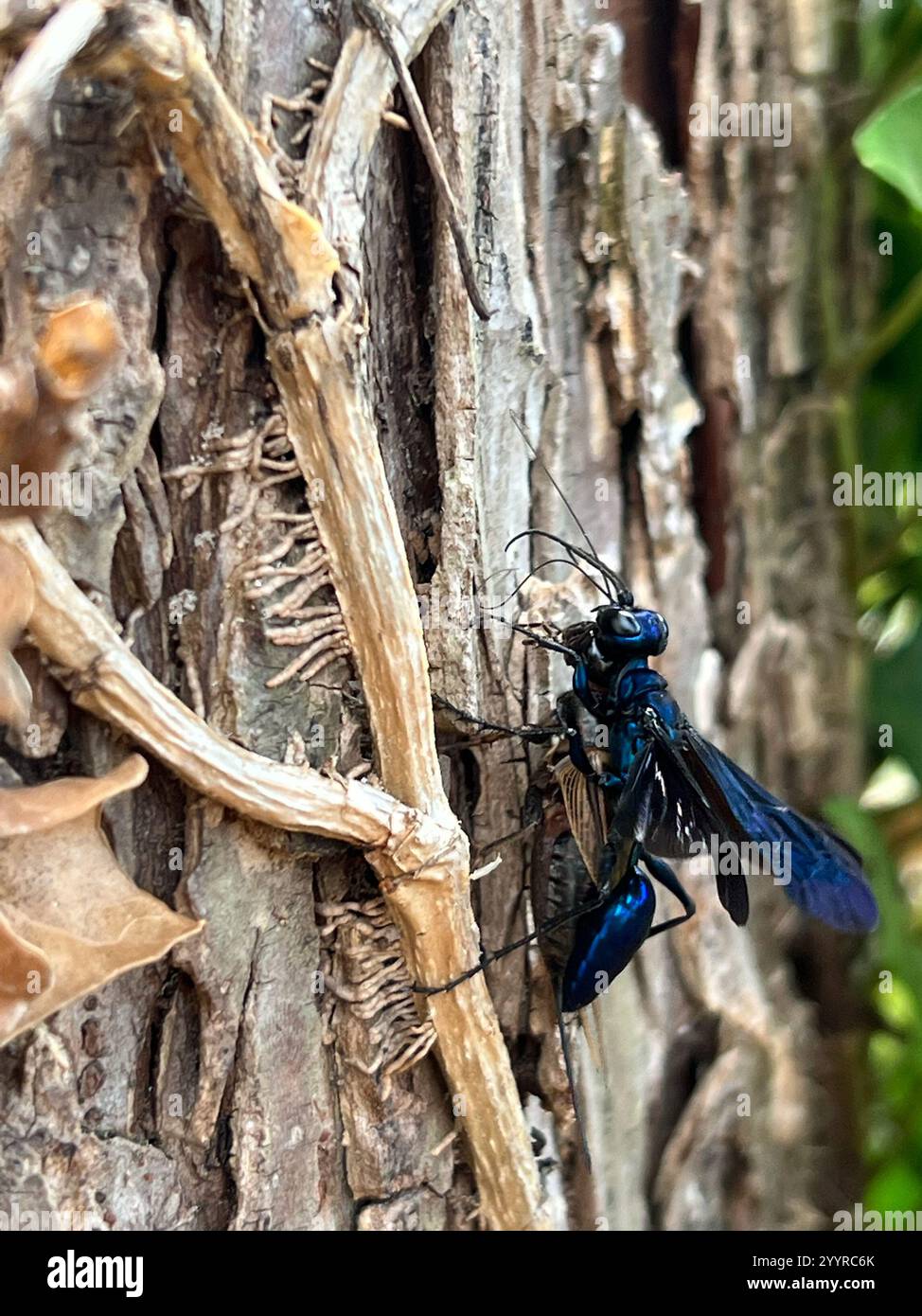 Steel-blue Cricket-hunter Wasp (Chlorion aerarium Stock Photo - Alamy