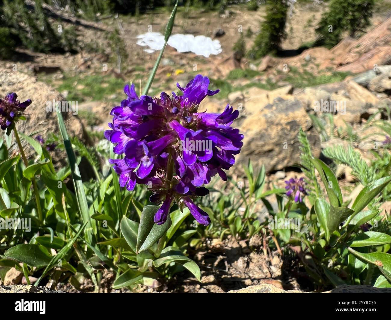 Small flower penstemon hi-res stock photography and images - Alamy