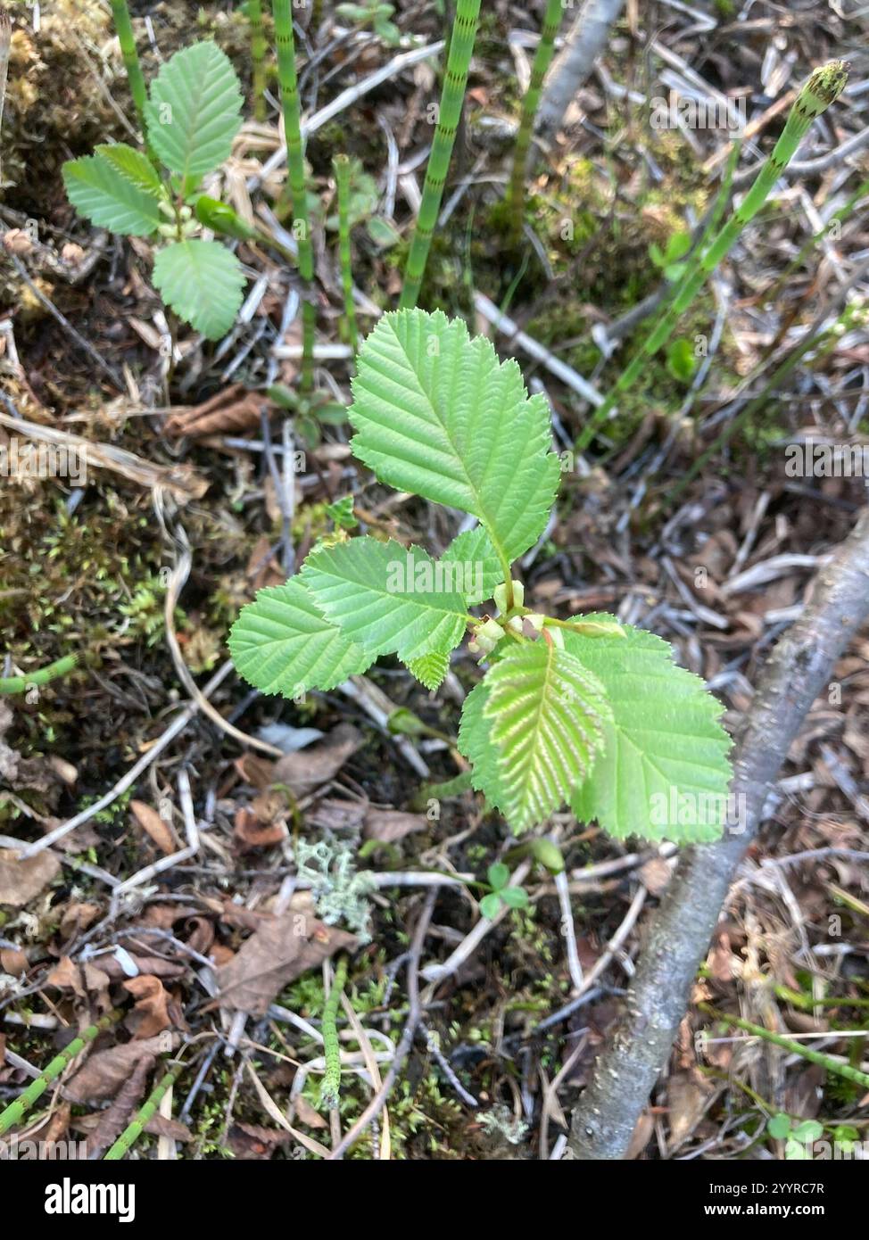 grey alder (Alnus incana Stock Photo - Alamy