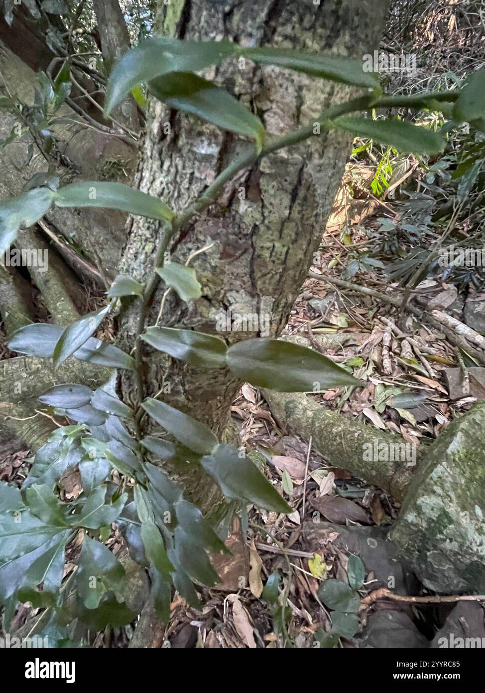candle vine (Pothos longipes Stock Photo - Alamy