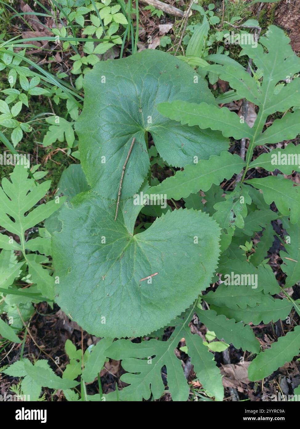 marsh marigold (Caltha palustris Stock Photo - Alamy