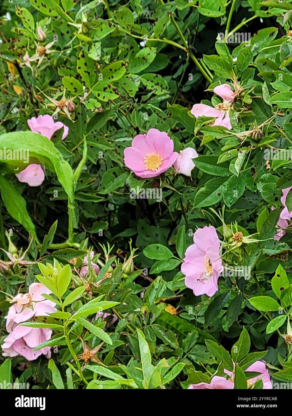 swamp rose (Rosa palustris Stock Photo - Alamy