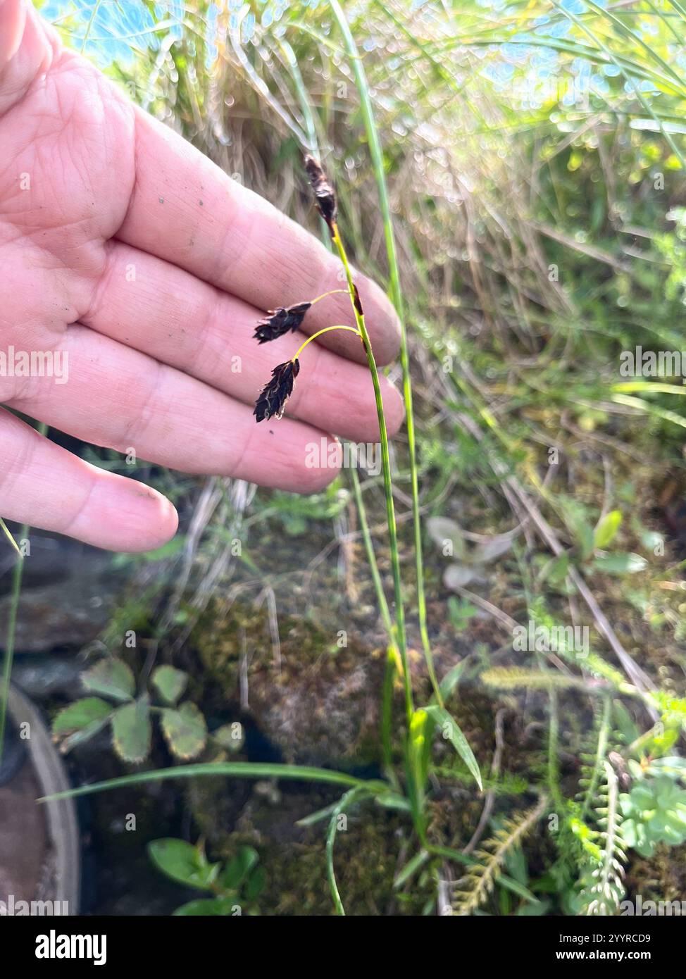 Carex stalk hi-res stock photography and images - Alamy