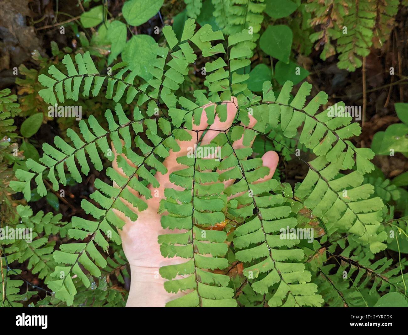 northern maidenhair fern (Adiantum pedatum Stock Photo - Alamy
