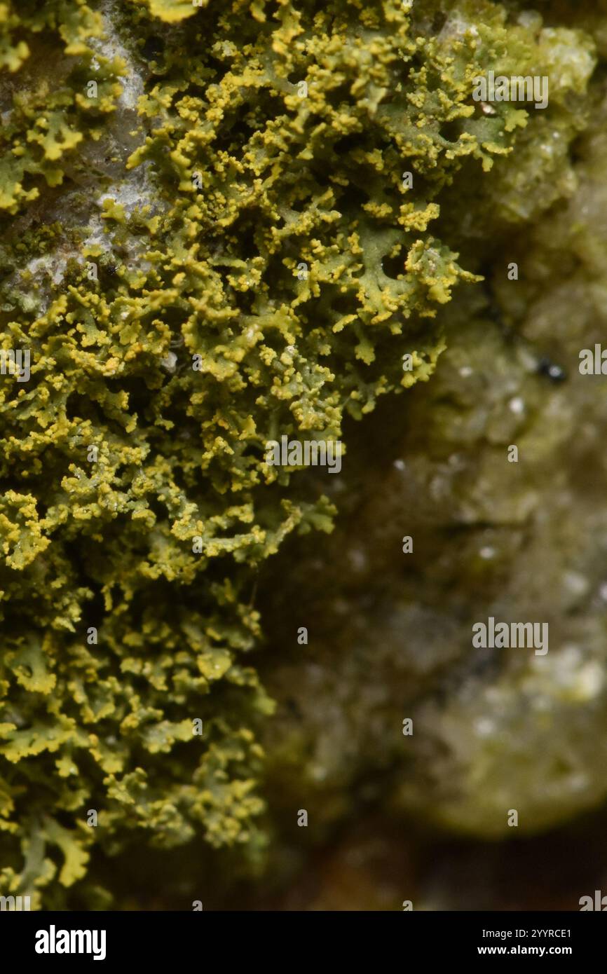 Polycauliona hi-res stock photography and images - Alamy