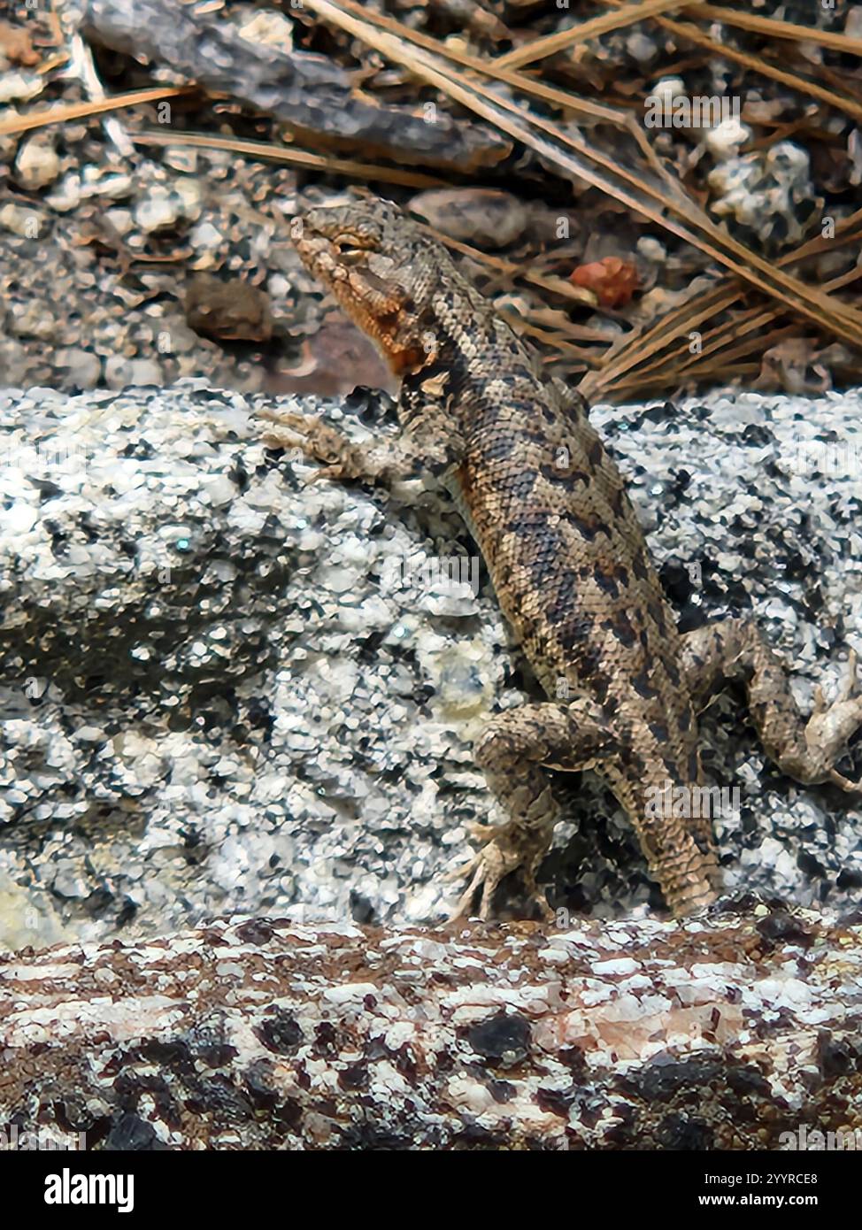 Southern Sagebrush Lizard (Sceloporus vandenburgianus Stock Photo - Alamy