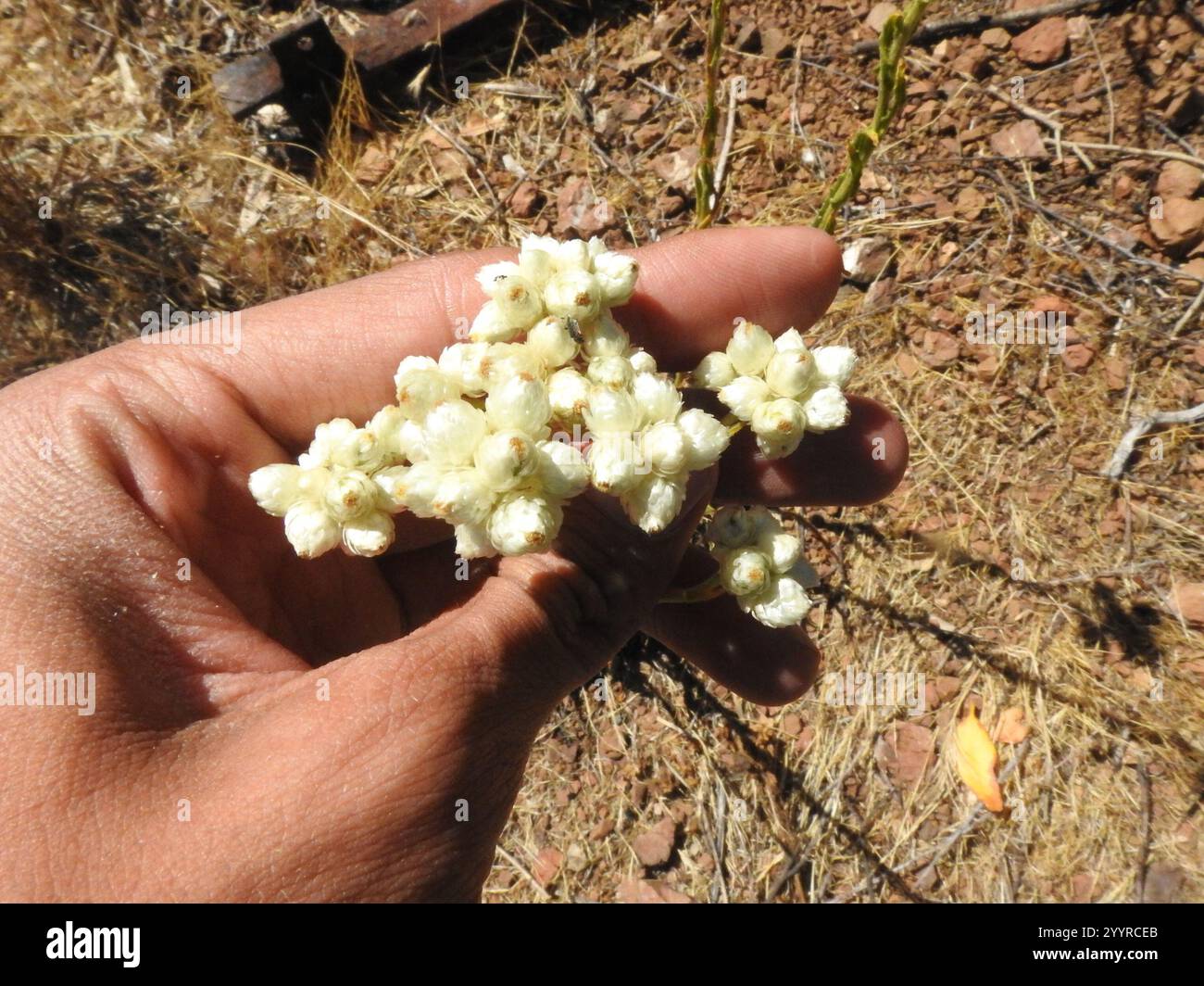 California cudweed (Pseudognaphalium californicum Stock Photo - Alamy