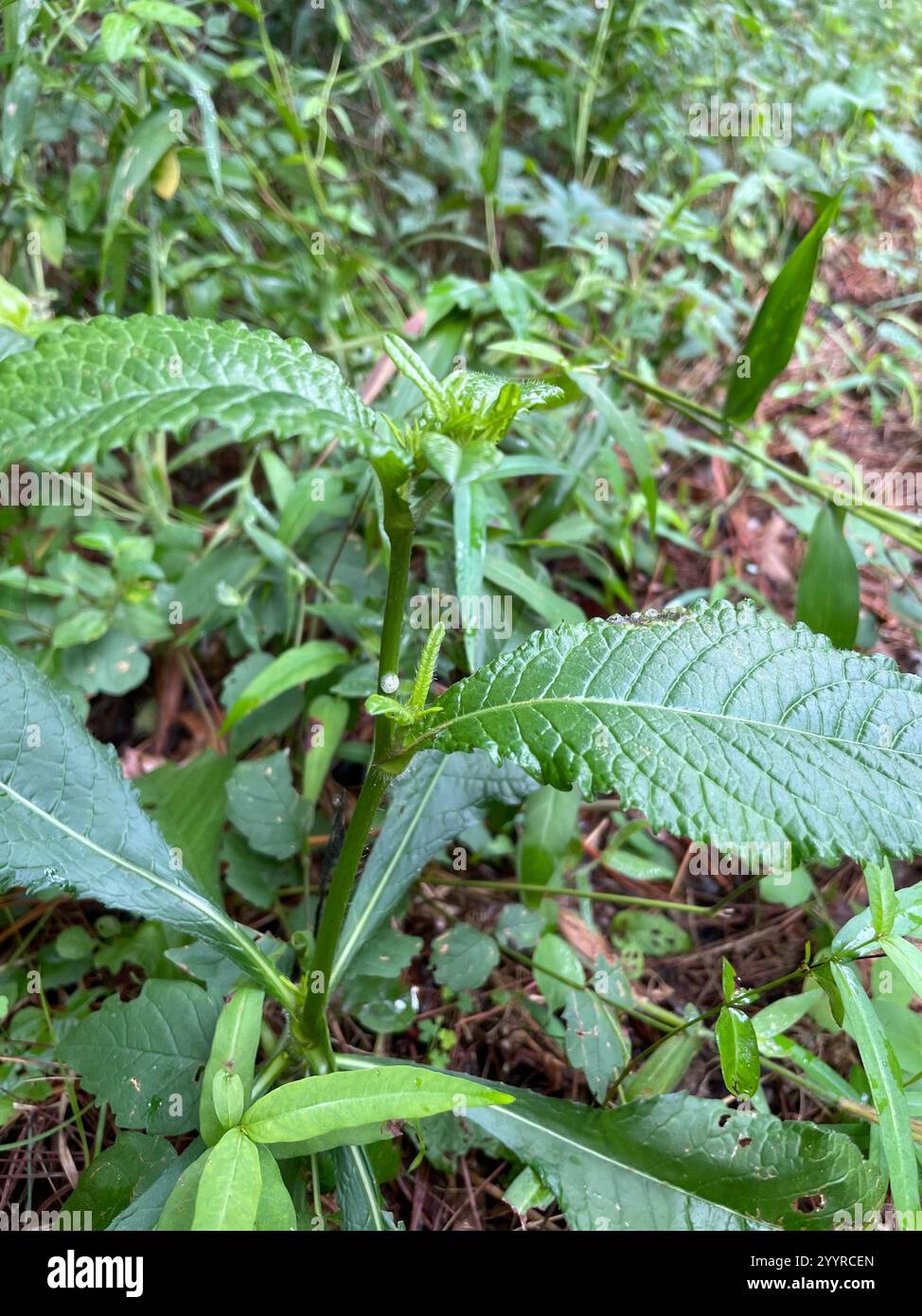 leafy elephant's-foot (Elephantopus carolinianus Stock Photo - Alamy